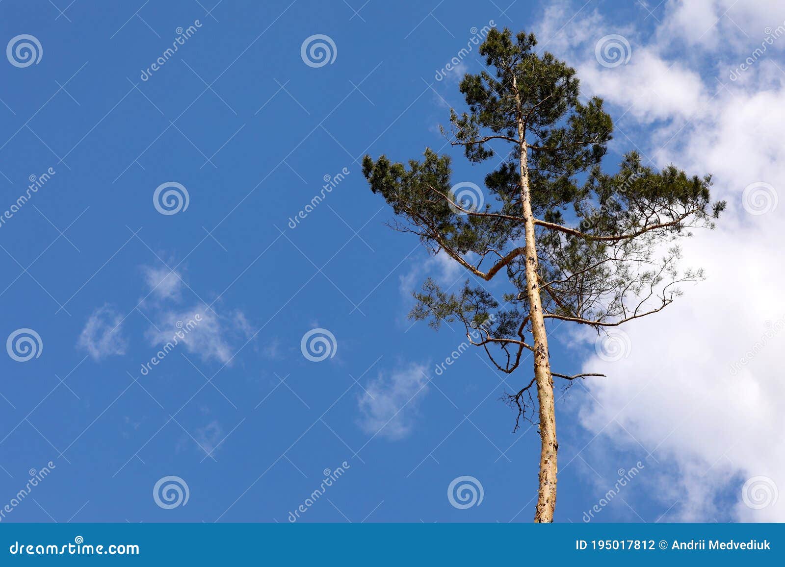 Beautiful One Single Tree in the Forest Standing Hight Against Blue Sky ...