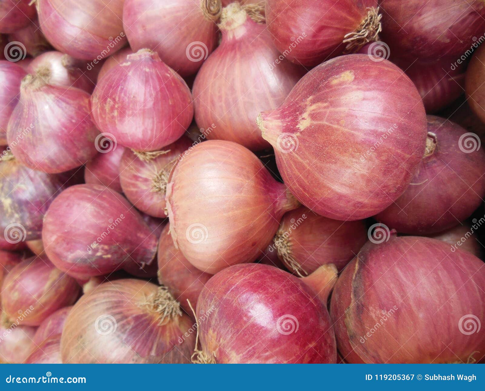 Beautiful Onion stock image. Image of closed, farm, onion - 119205367
