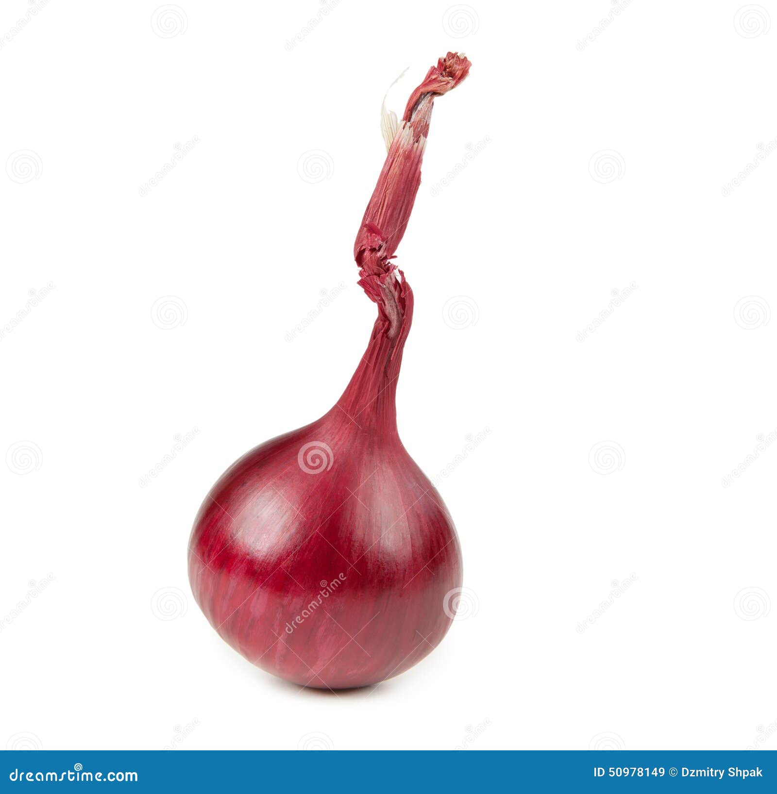 Beautiful Onion Isolated on White Background Stock Image - Image of ...