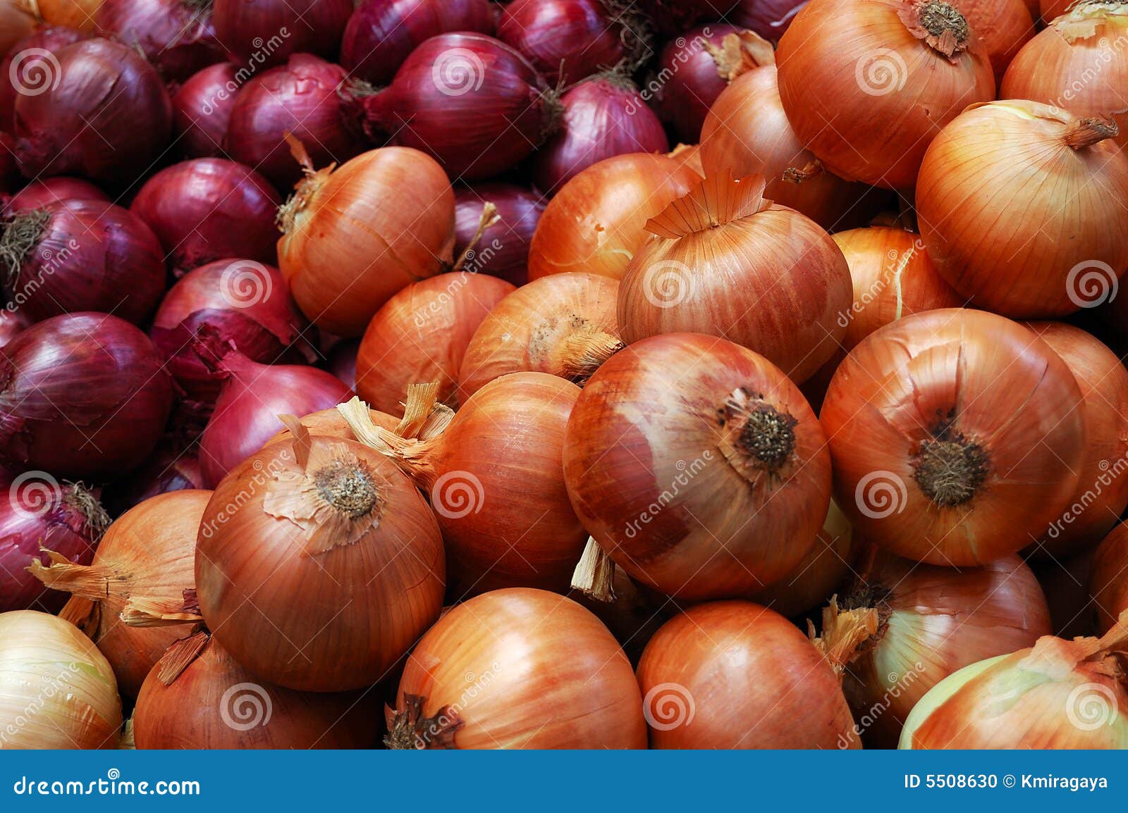 Beautiful onions stock photo. Image of vegetables, variety - 5508630