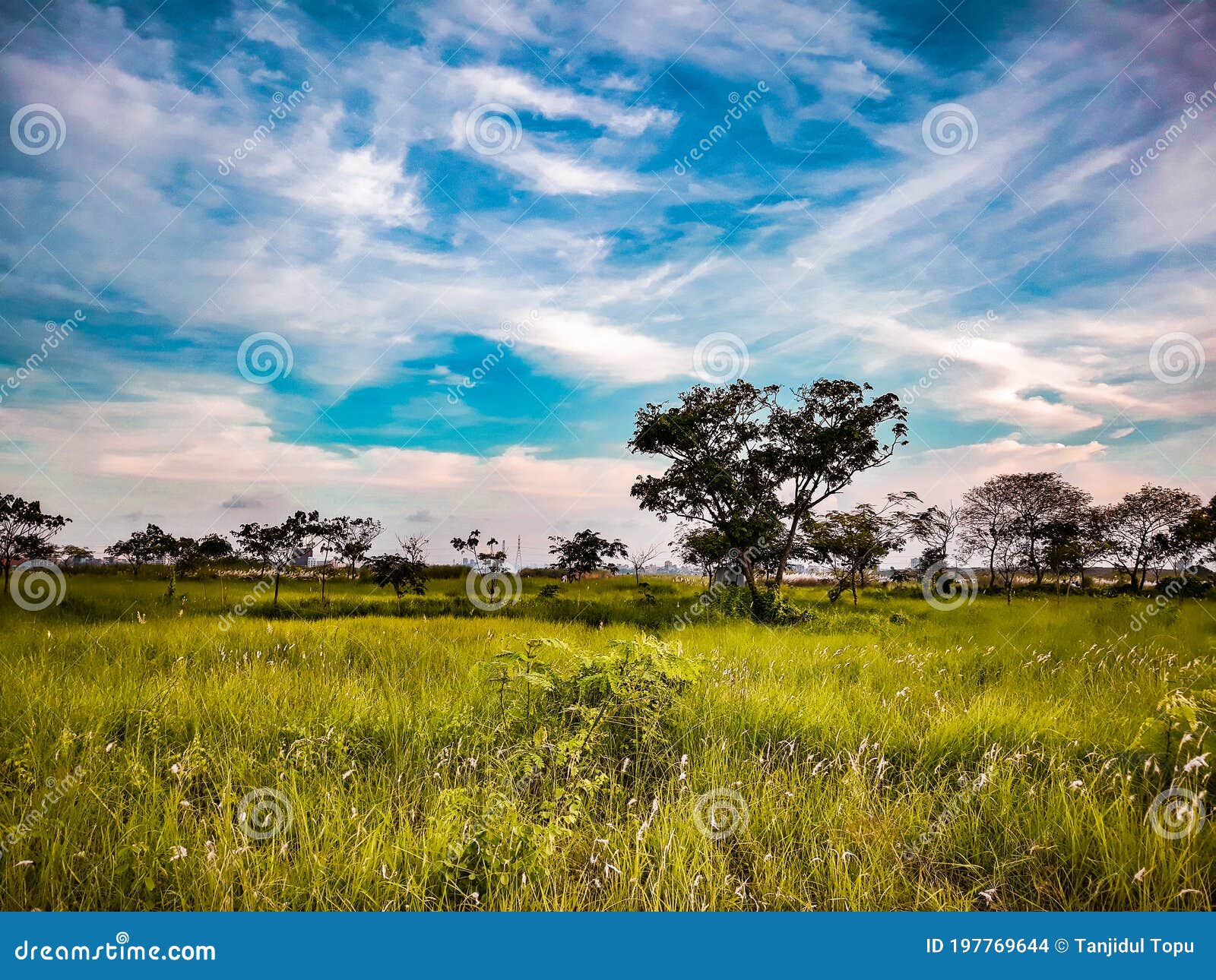 Beautiful Open Field