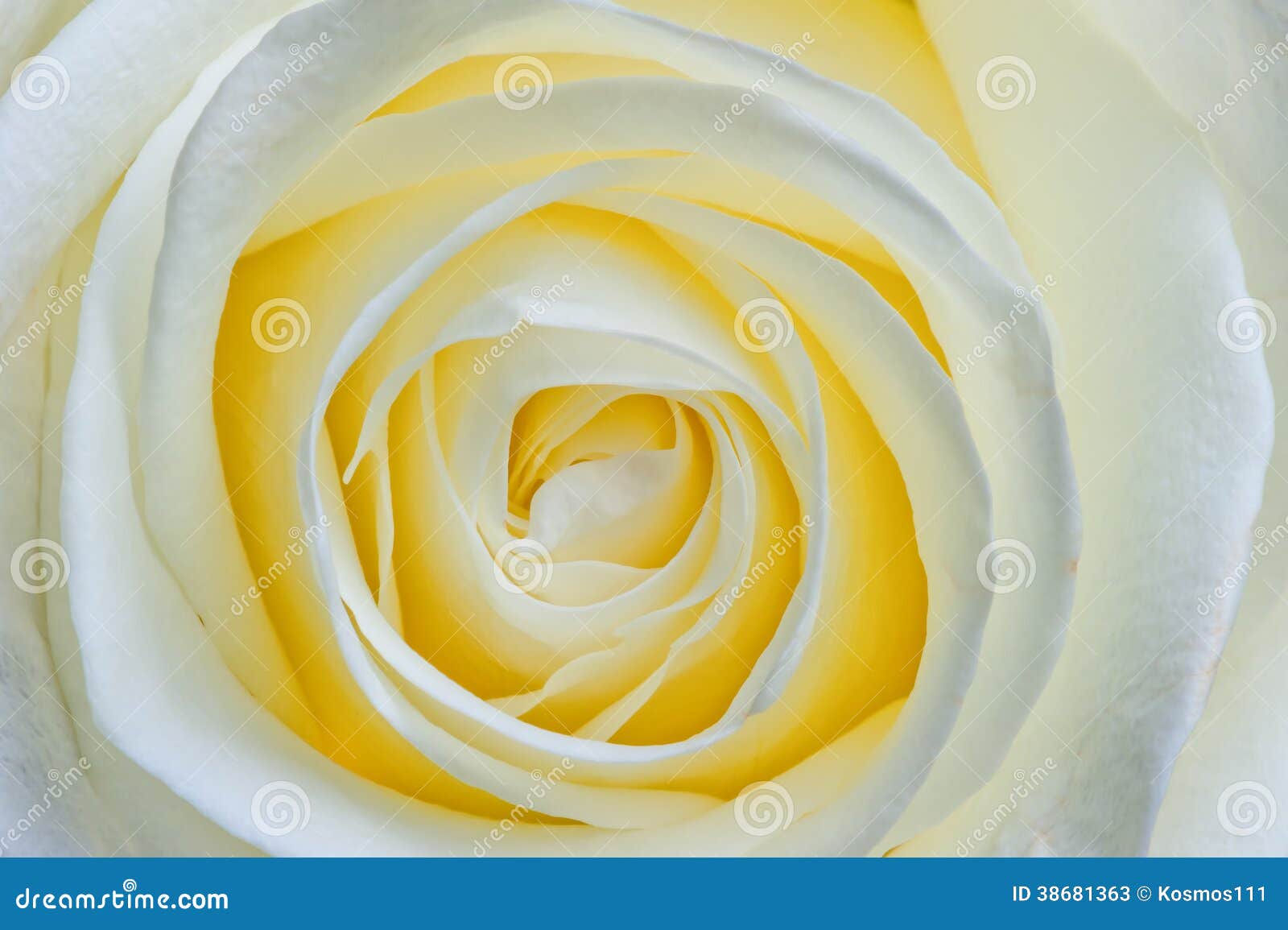 Beautiful Open Flower White Rose Macro Stock Image - Image of blooming ...