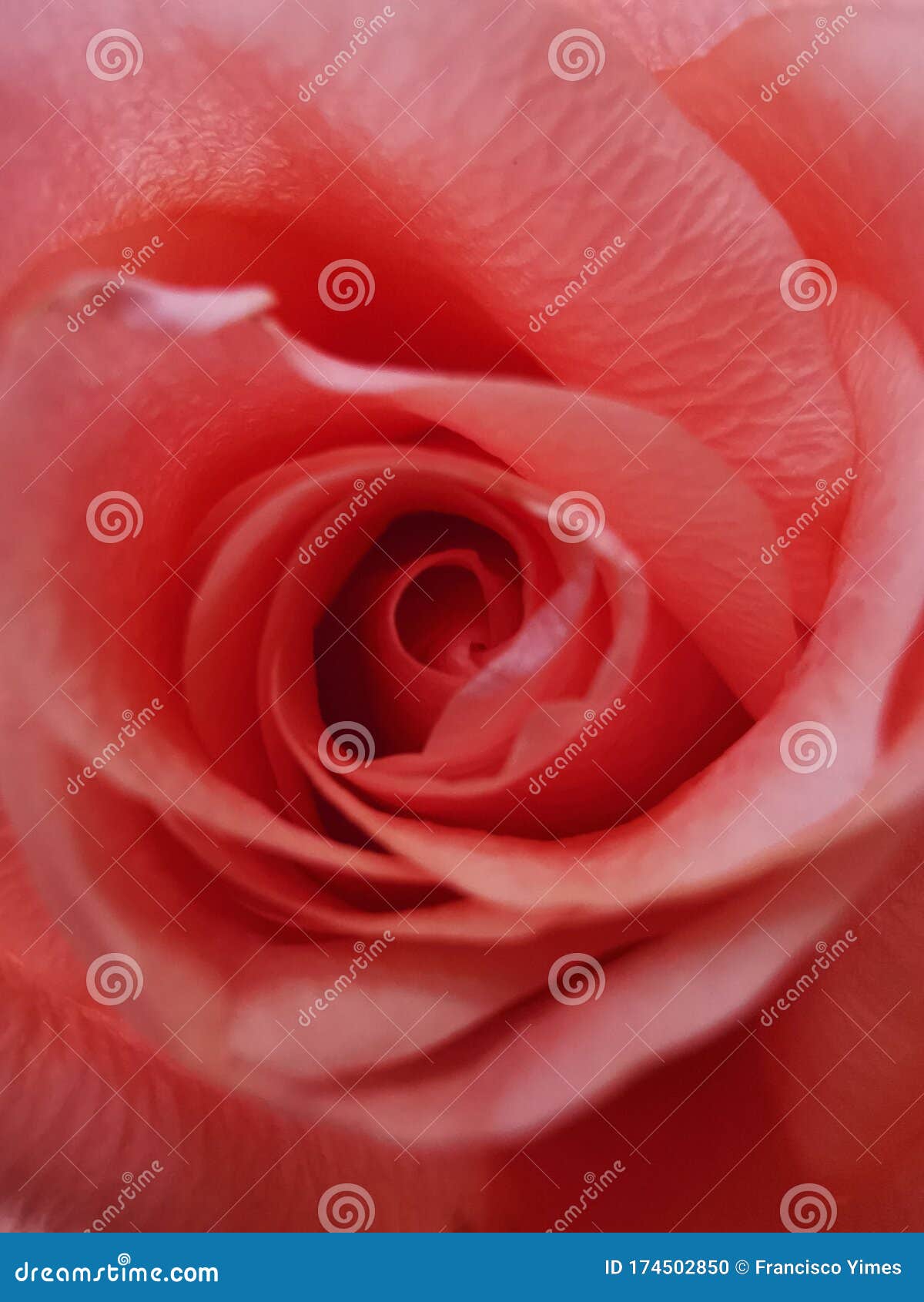 Beautiful open pink rose stock photo. Image of plant - 174502850