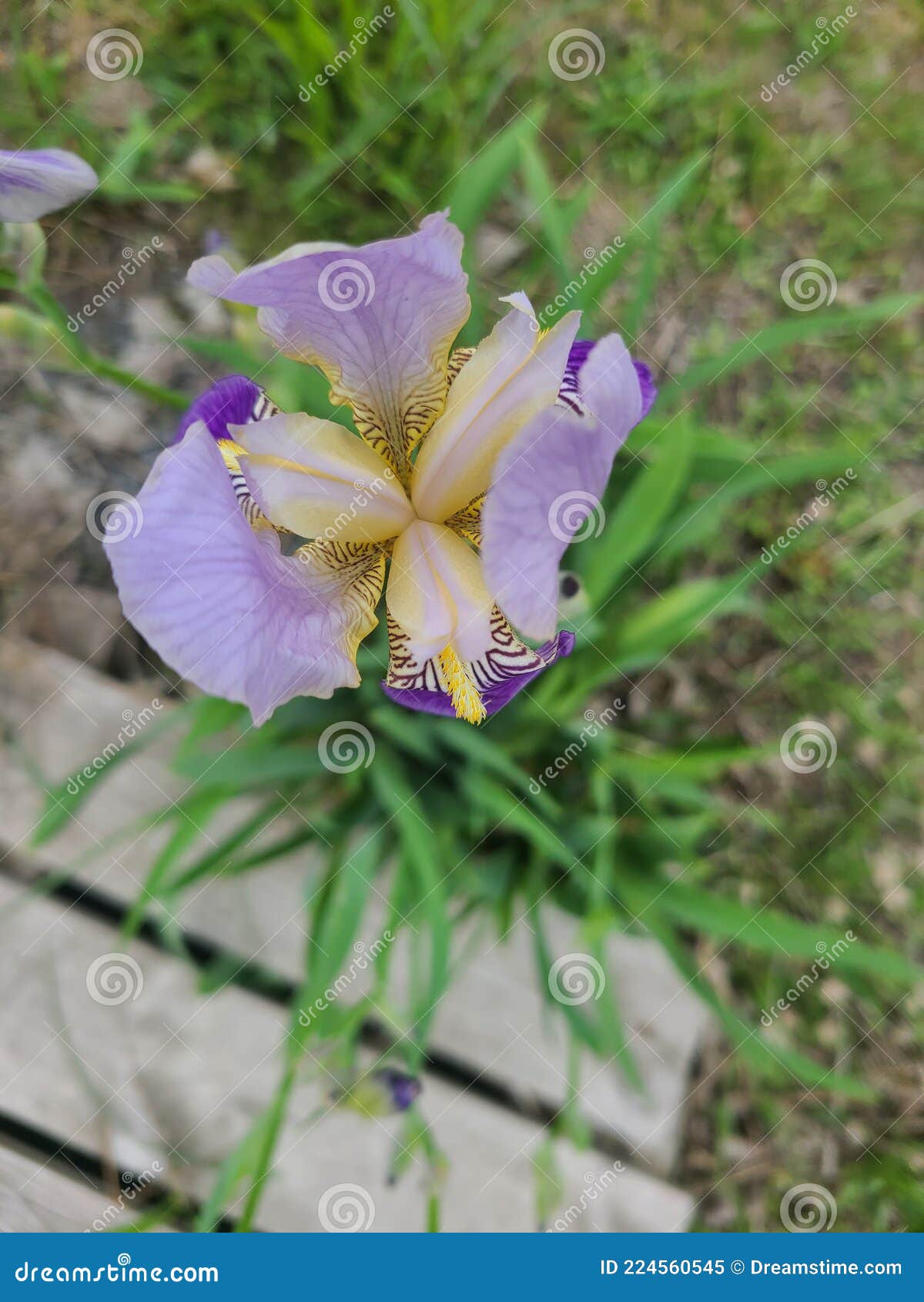 Beautiful opened flower stock image. Image of petal - 224560545