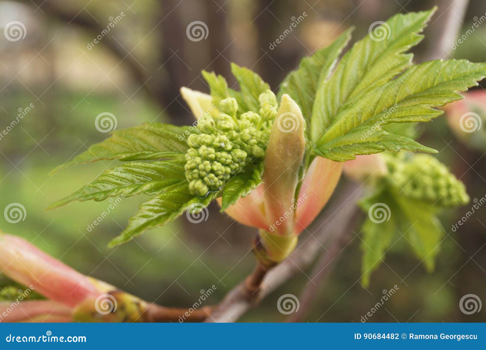 Beautiful opening bud stock photo. Image of nature, leaves - 90684482