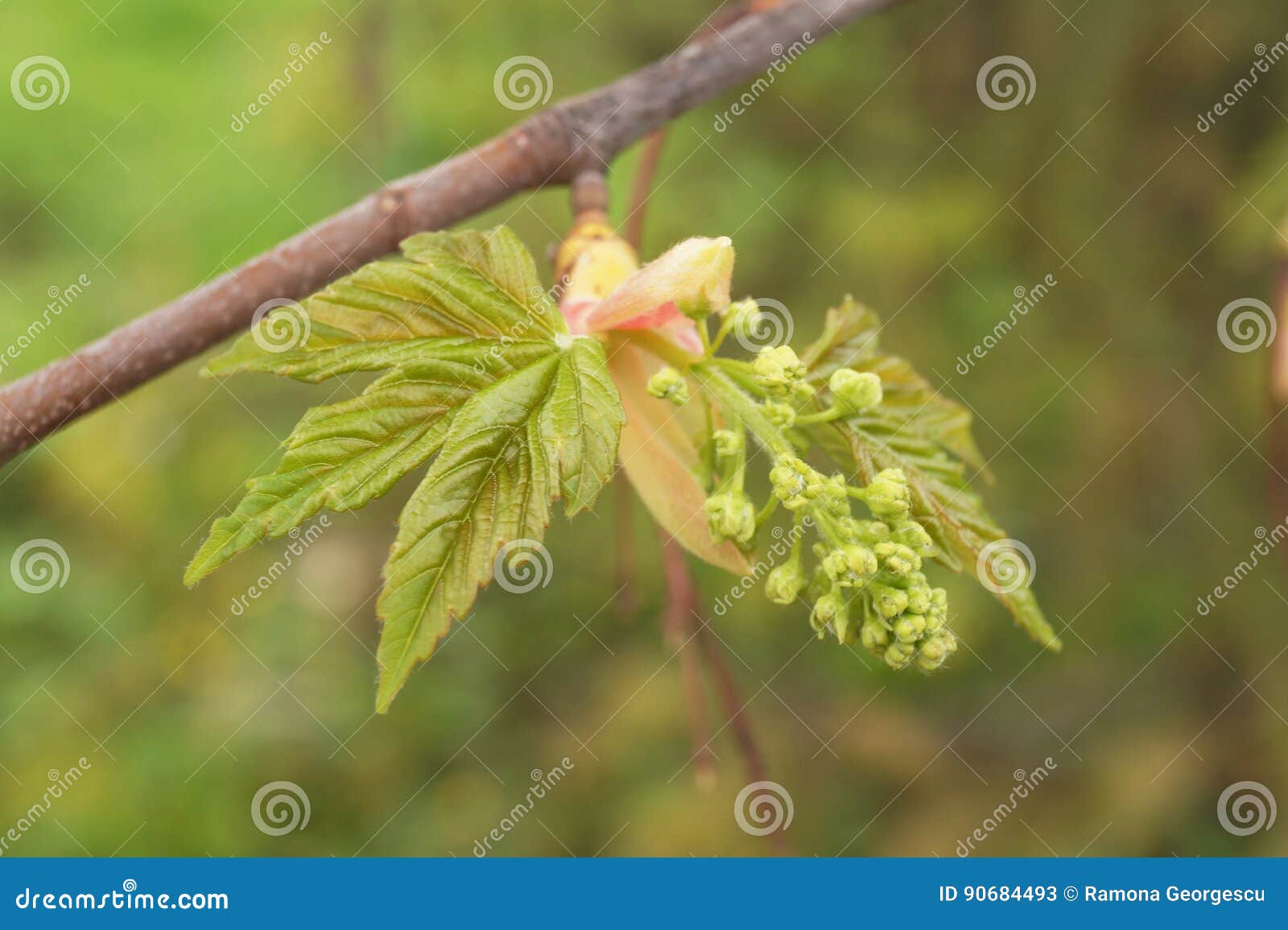 Beautiful opening bud stock image. Image of freshness - 90684493