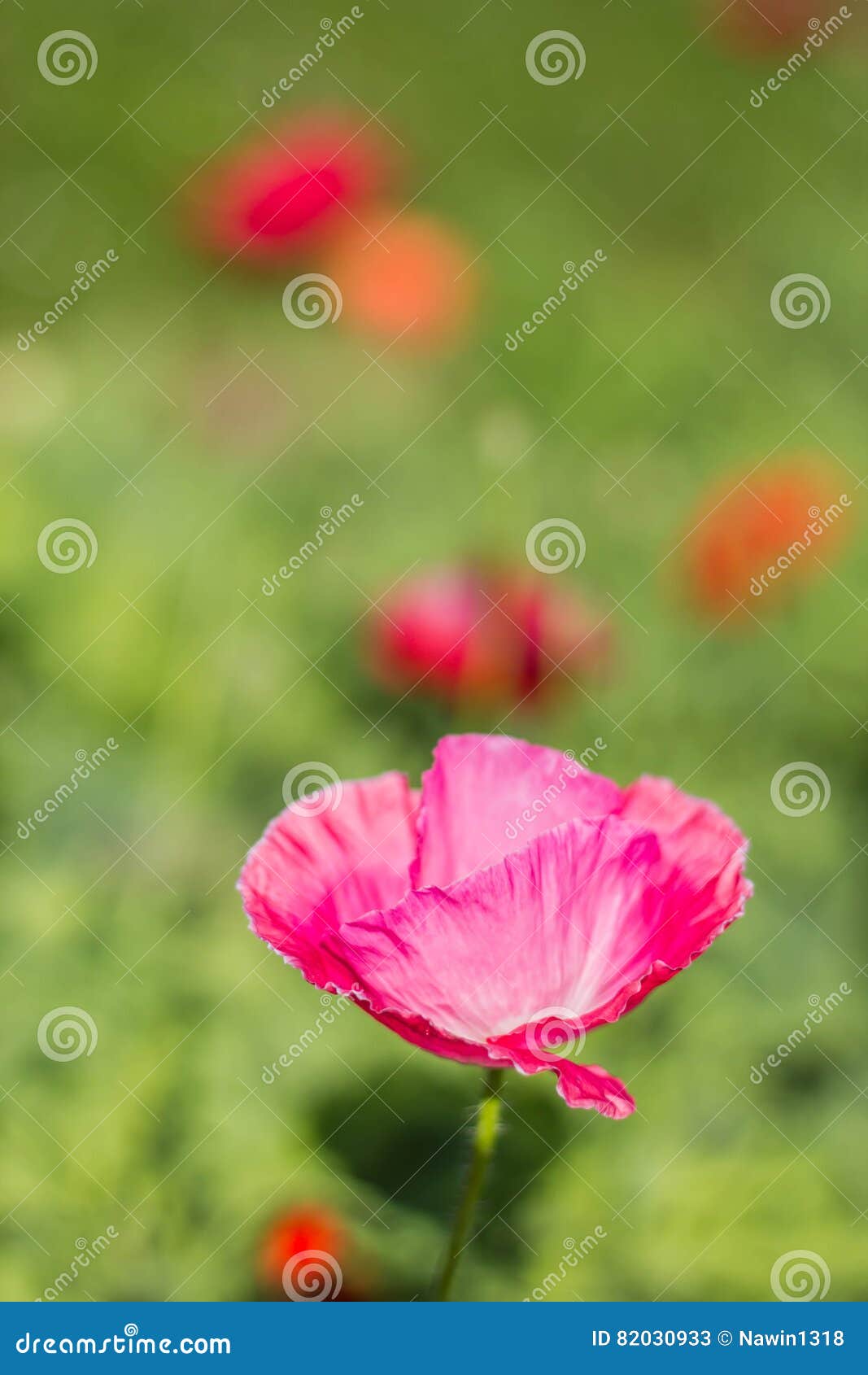 Beautiful opium poppy stock image. Image of natural, opium - 82030933