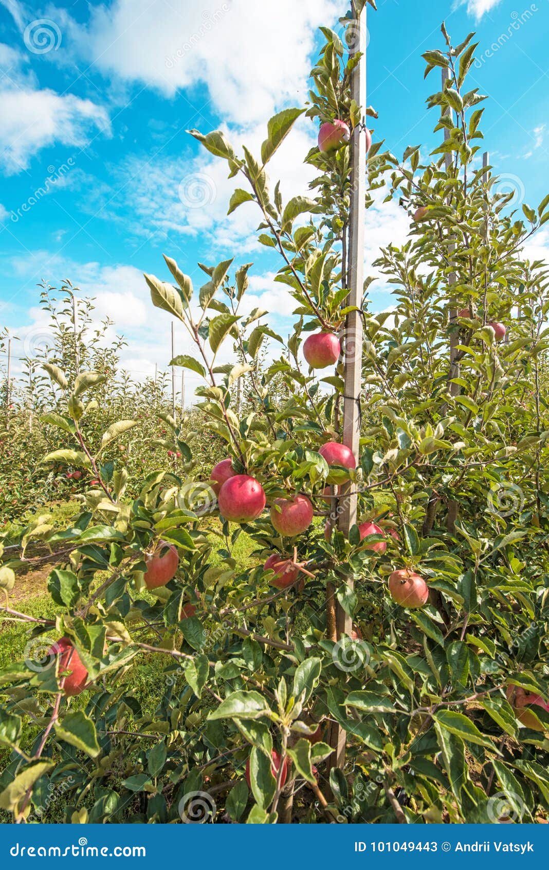 Beautiful Optimistic Landscape with Apples in the Apple Garden Stock ...