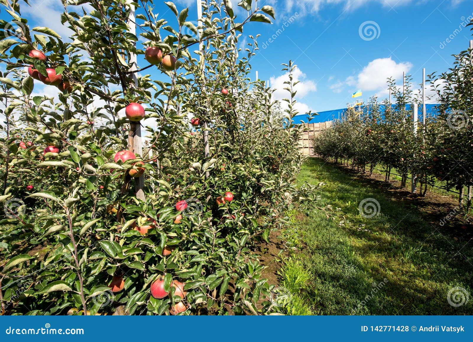 Beautiful Optimistic Landscape with Apples in the Apple Garden Stock ...