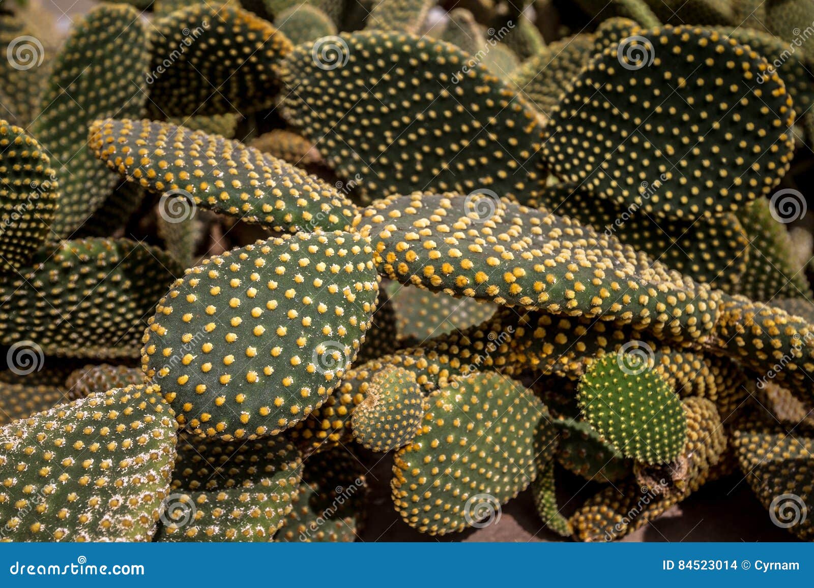 Beautiful Opuntia Cactus Leaves Background and Texture Stock Photo ...