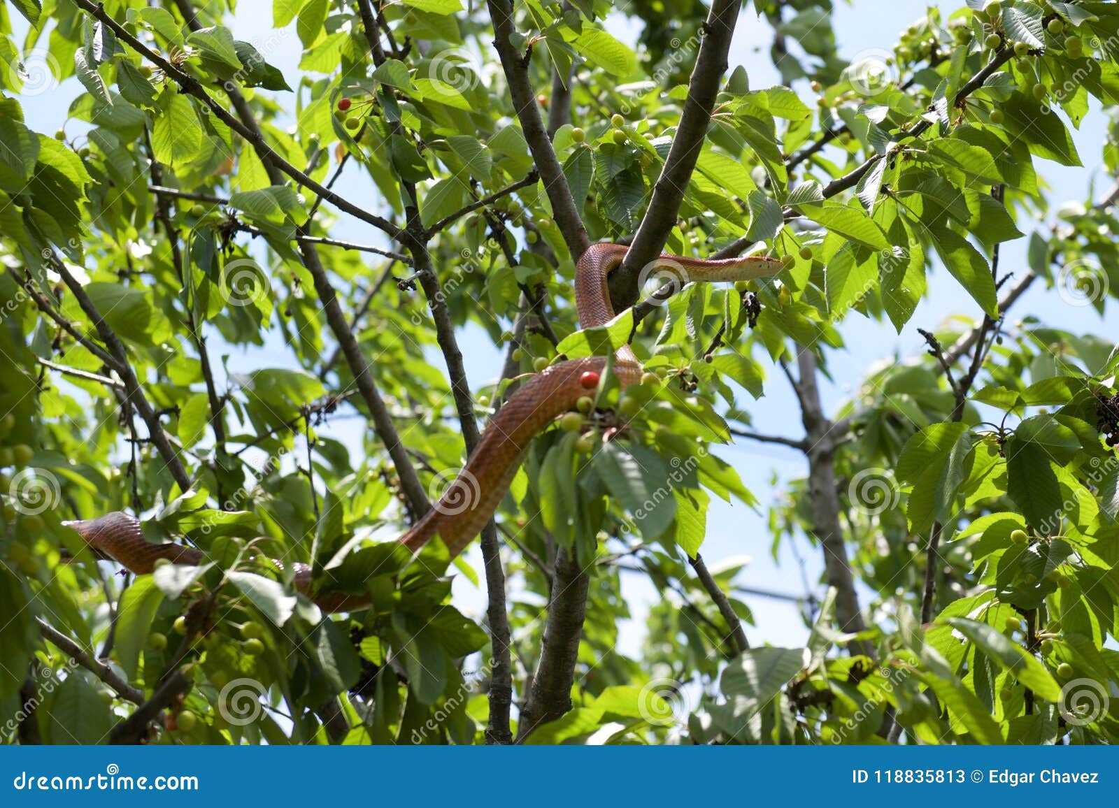 Corn Snake on a Cherry Tree Stock Image - Image of orange, adult: 118835813