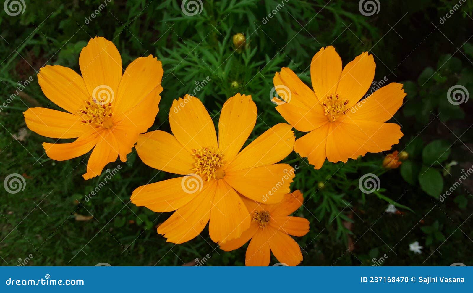 Beautiful Orange Atapethiya Stock Photos - Free & Royalty-Free Stock ...
