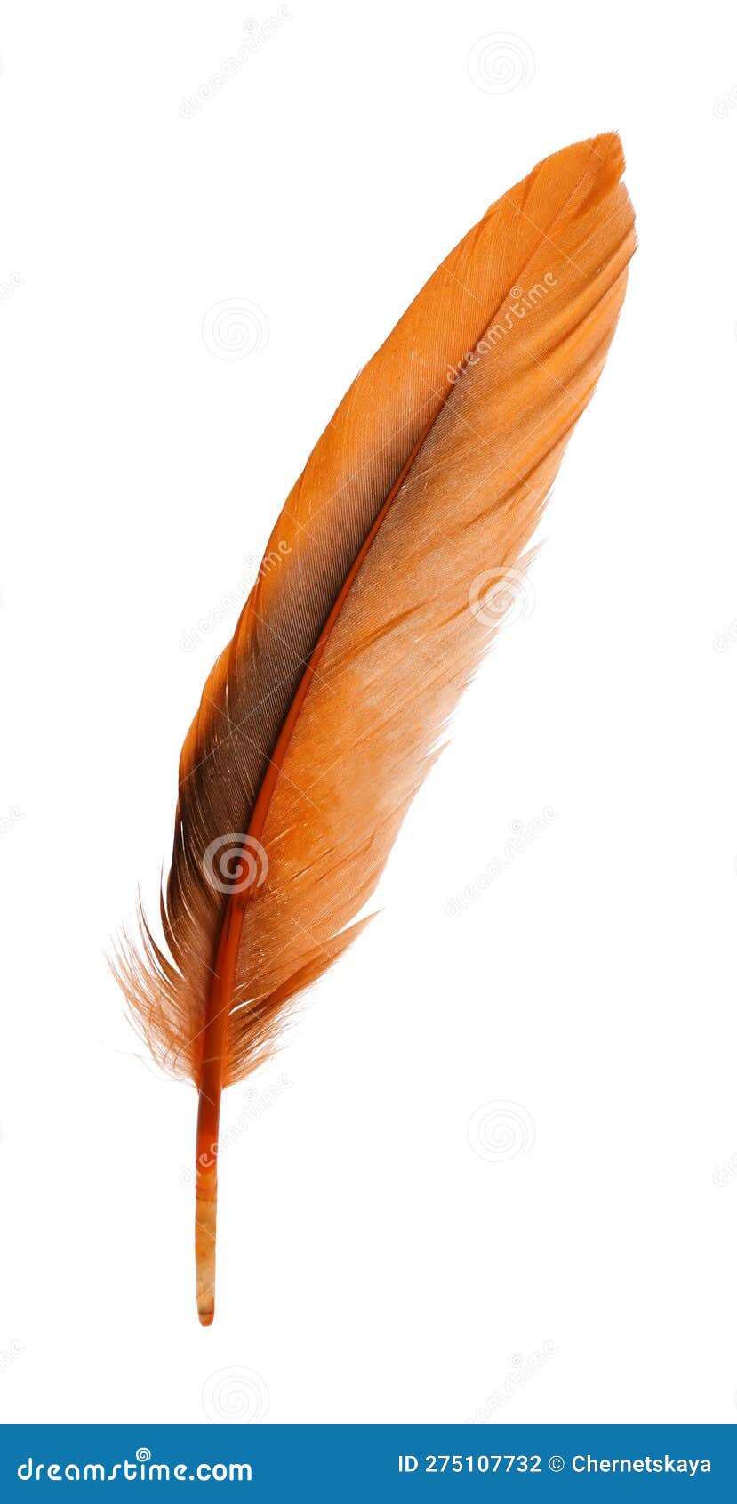 Beautiful Orange Bird Feather Isolated on White Stock Photo - Image of ...