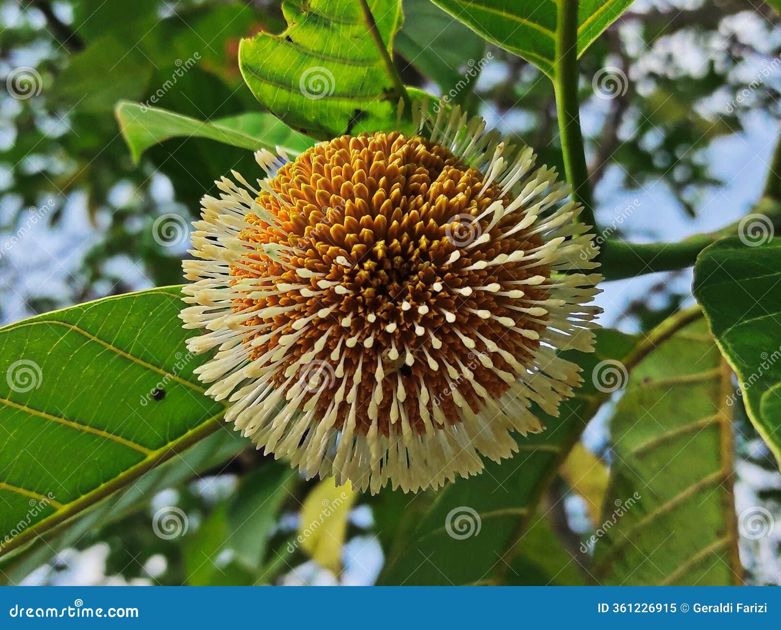 Burflower Tree Or Kadamb (Neolamarckia Cadamba) Tree Leaves. Royalty ...