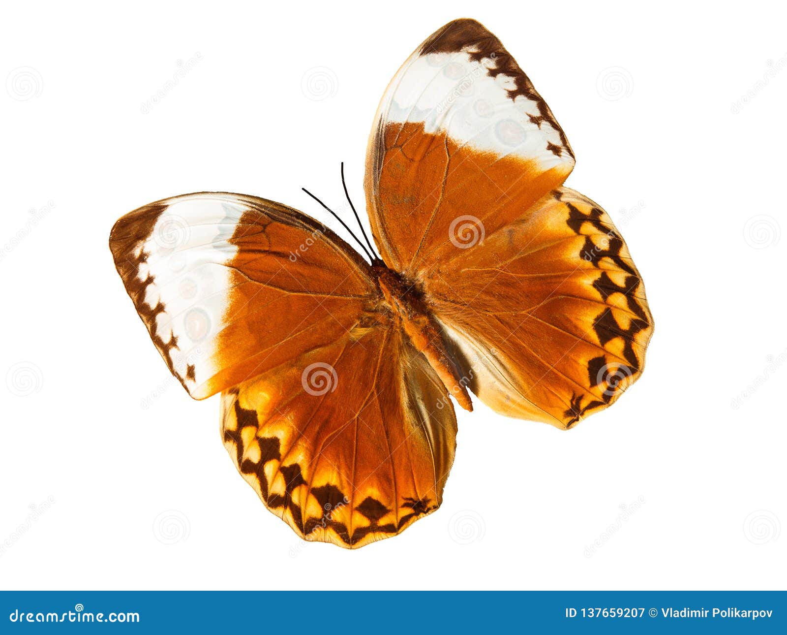 Beautiful orange butterfly stock image. Image of collection - 137659207