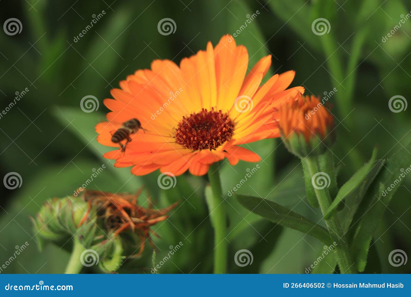 Beautiful Orange Calendula Flowers As Wallpaper Stock Photo - Image of ...