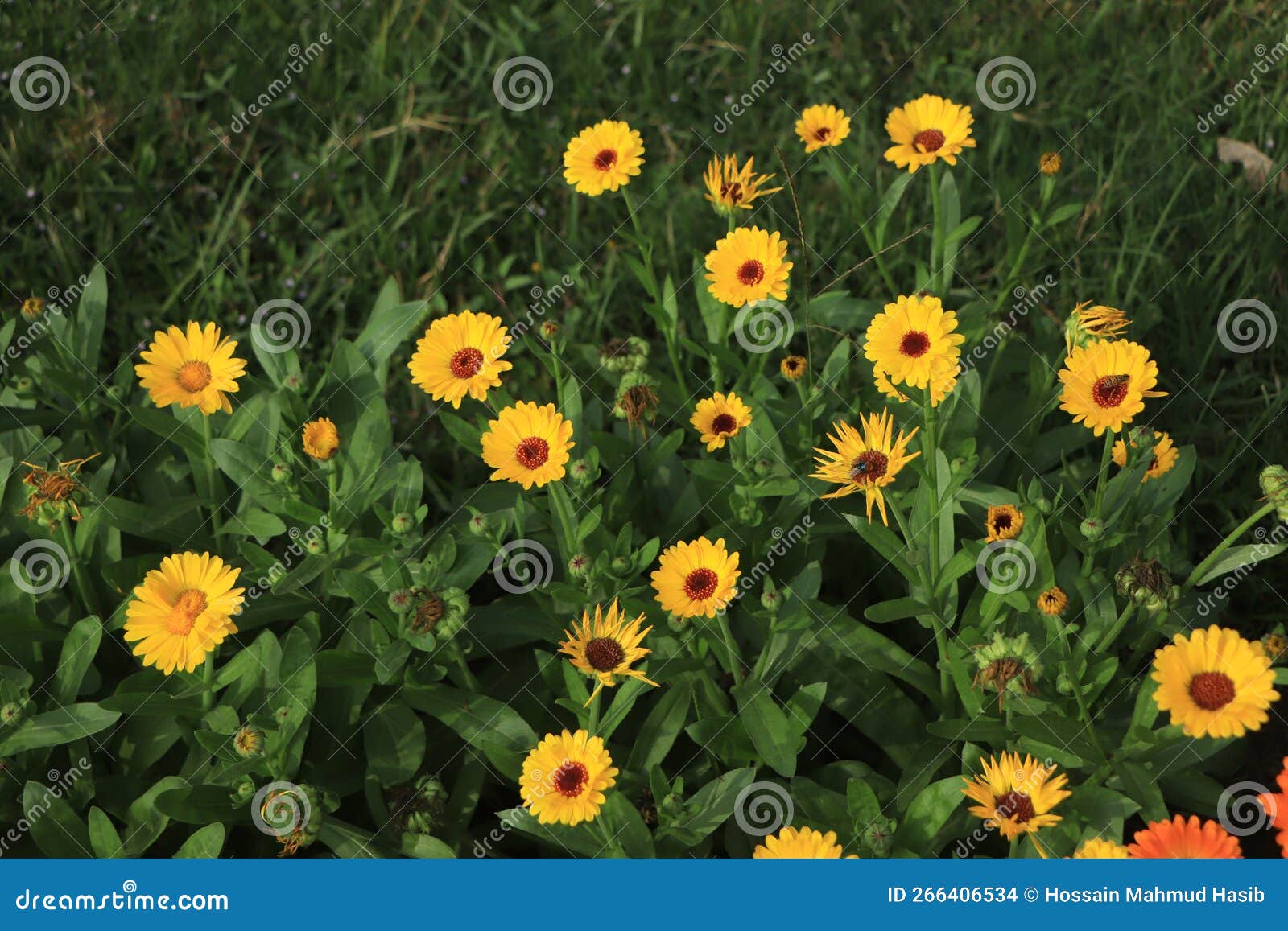 Beautiful Orange Calendula Flowers As Wallpaper Stock Photo - Image of ...