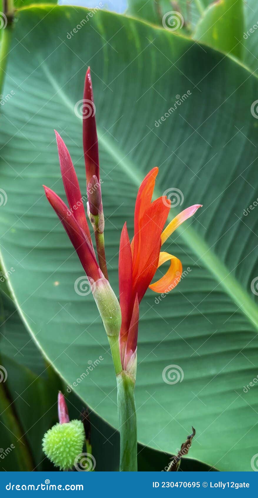 Beautiful Orange Canna in Bloom. Stock Image - Image of beautiful ...