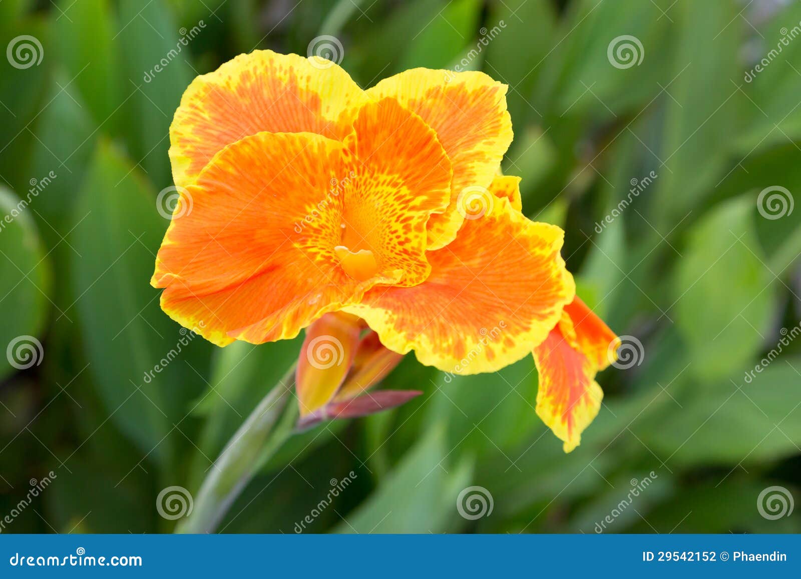 Beautiful Orange Canna Lily Stock Photo - Image of field, flora: 29542152