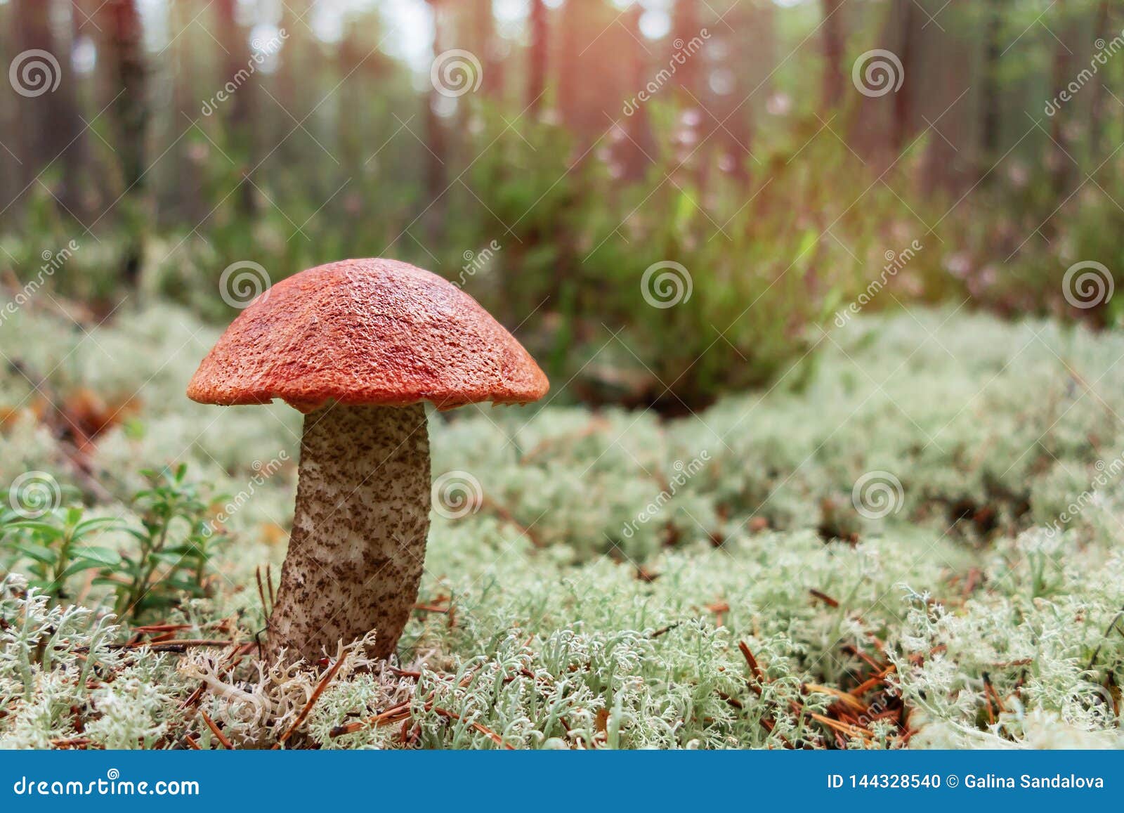 Beautiful Orange-cap Boletus in a Moss in a Pine Forest Stock Photo ...