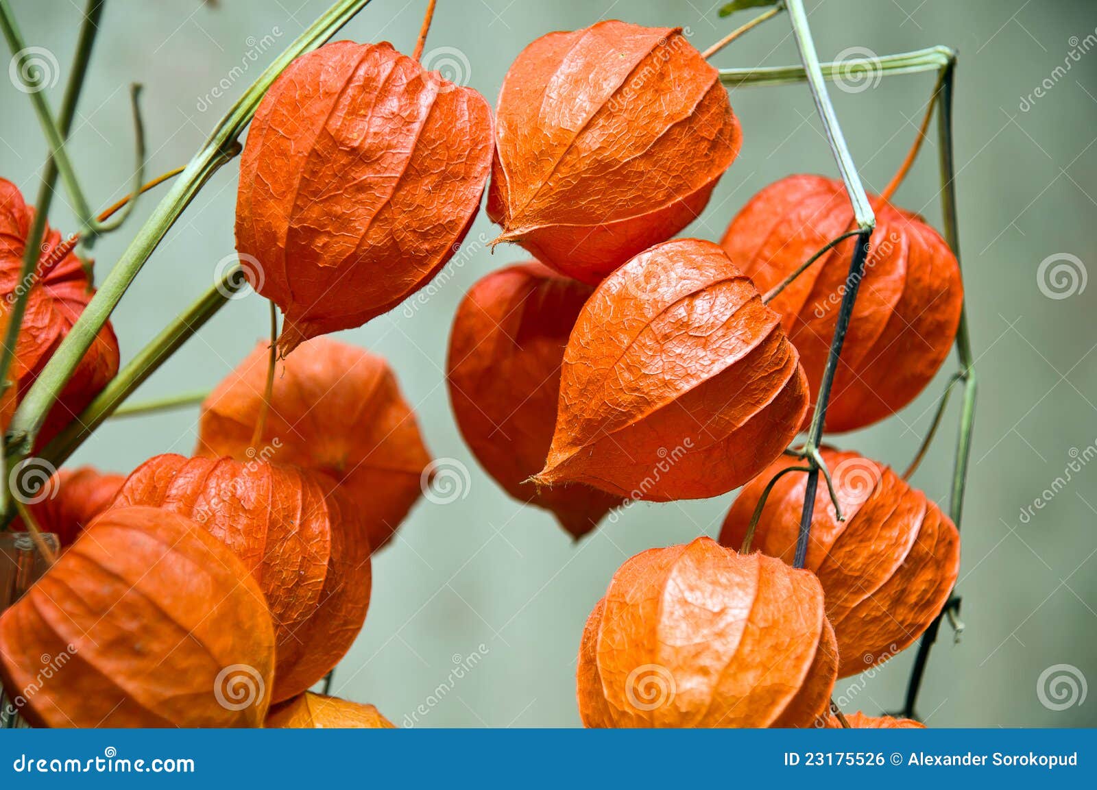 Beautiful Orange Cape Gooseberry Stock Photo - Image of perennial ...