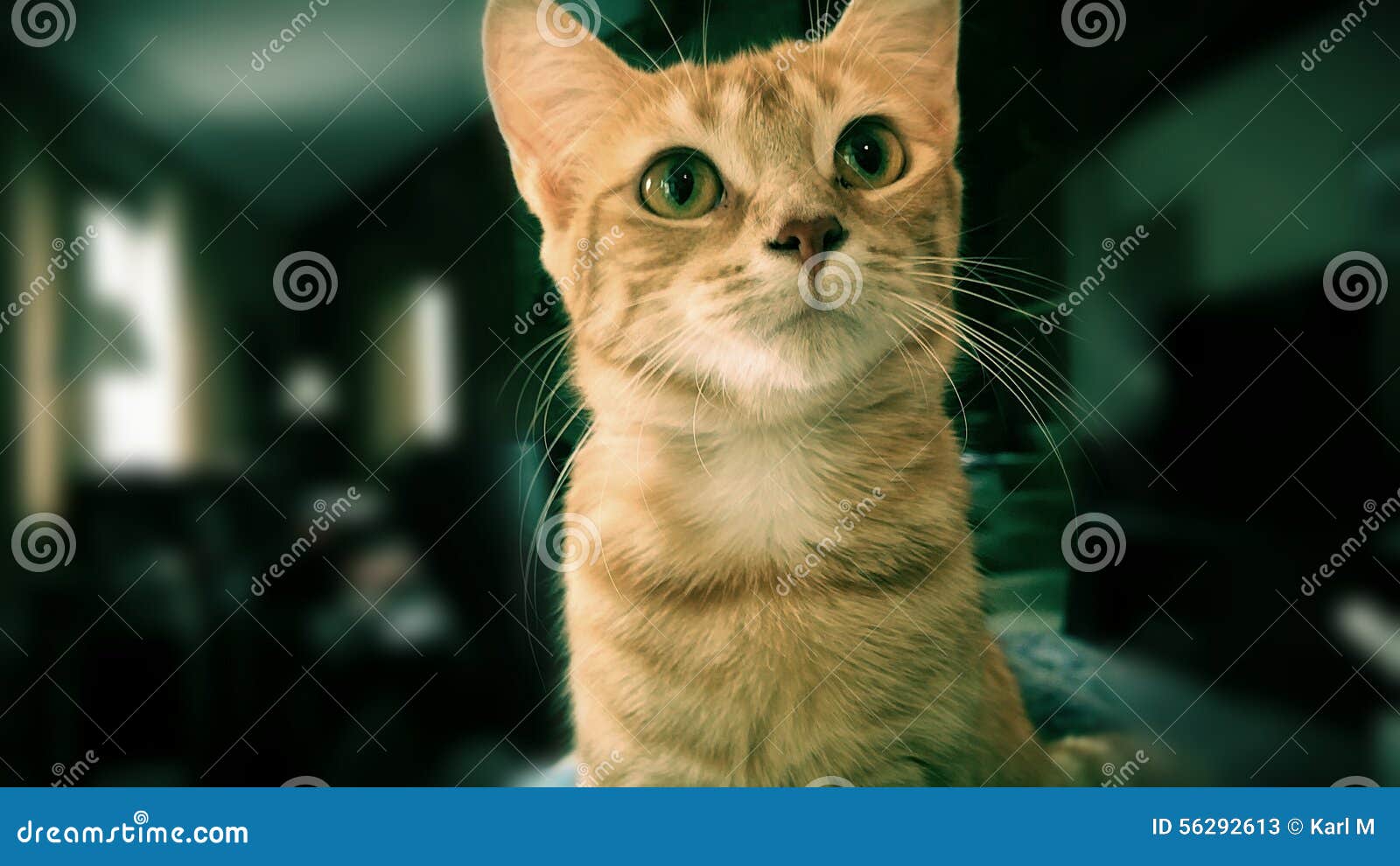 Beautiful Orange Cat stock image. Image of orange, kitten - 56292613