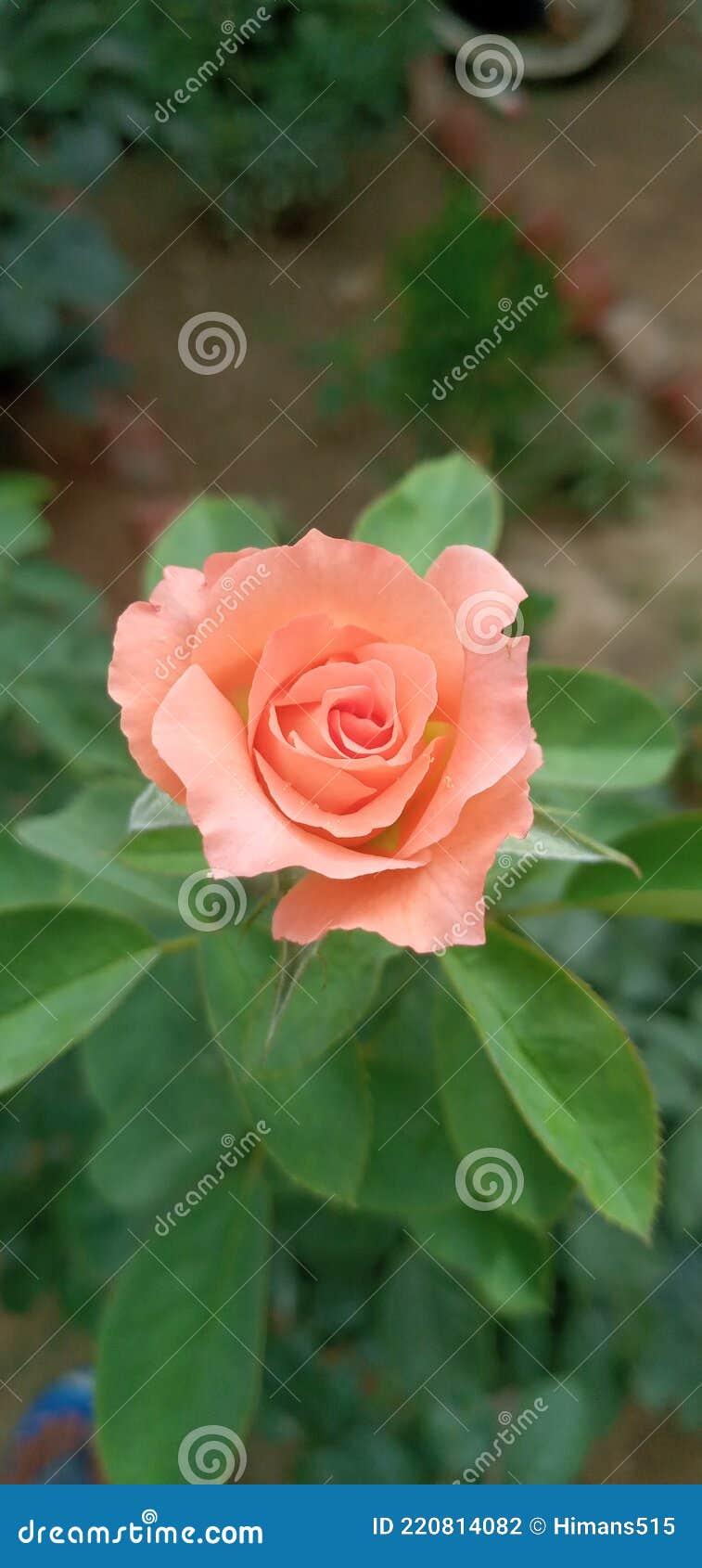 A Beautiful Orange Color Rose Flower Stock Photo - Image of bouquet ...