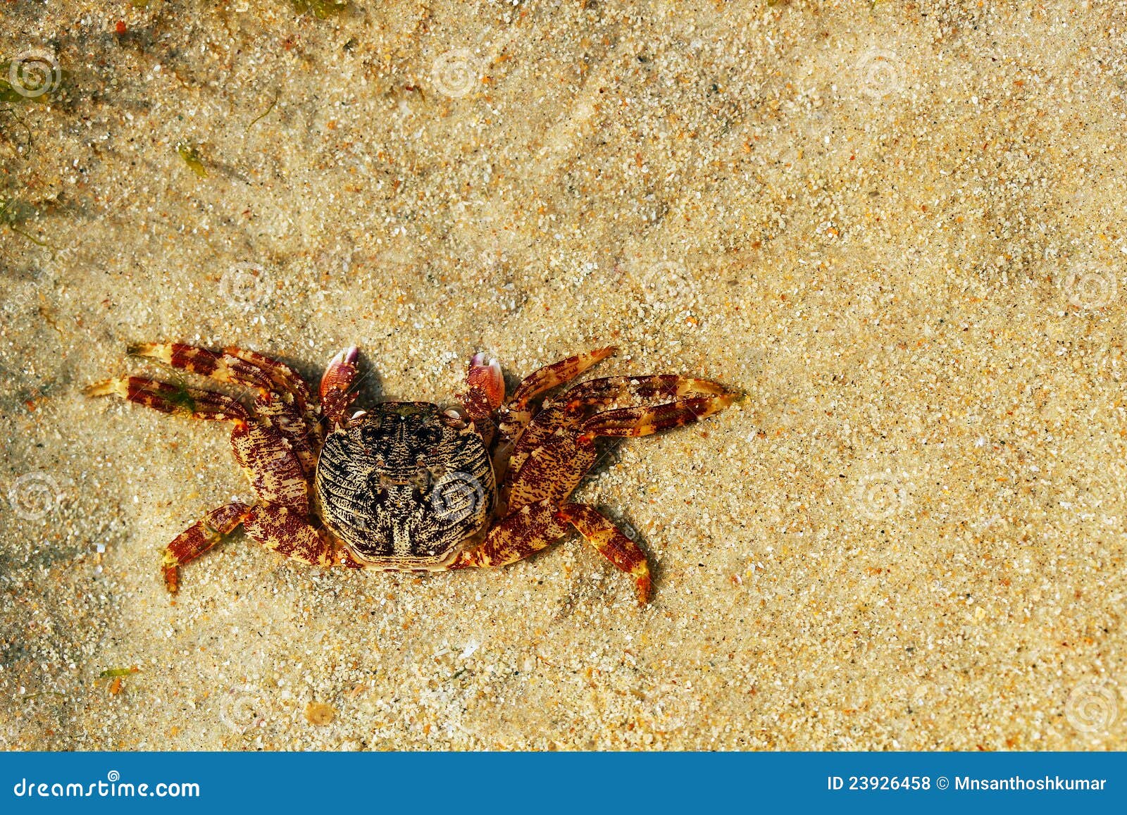 Beautiful Orange Colored Crab Resting on Sand Stock Photo - Image of ...