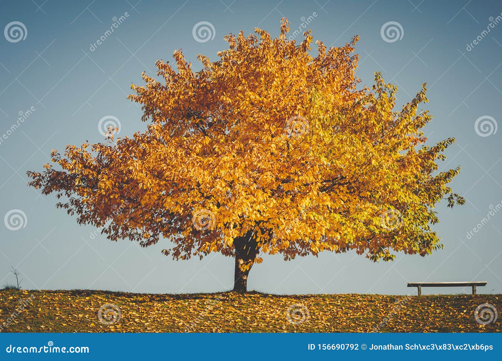 Beautiful Orange Colored Tree in Autumn with Blue Sky Stock Photo ...