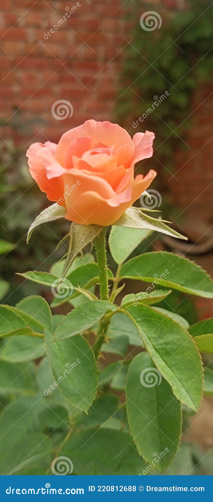 A Beautiful Orange Colour Rose Flower Stock Photo - Image of shrub ...