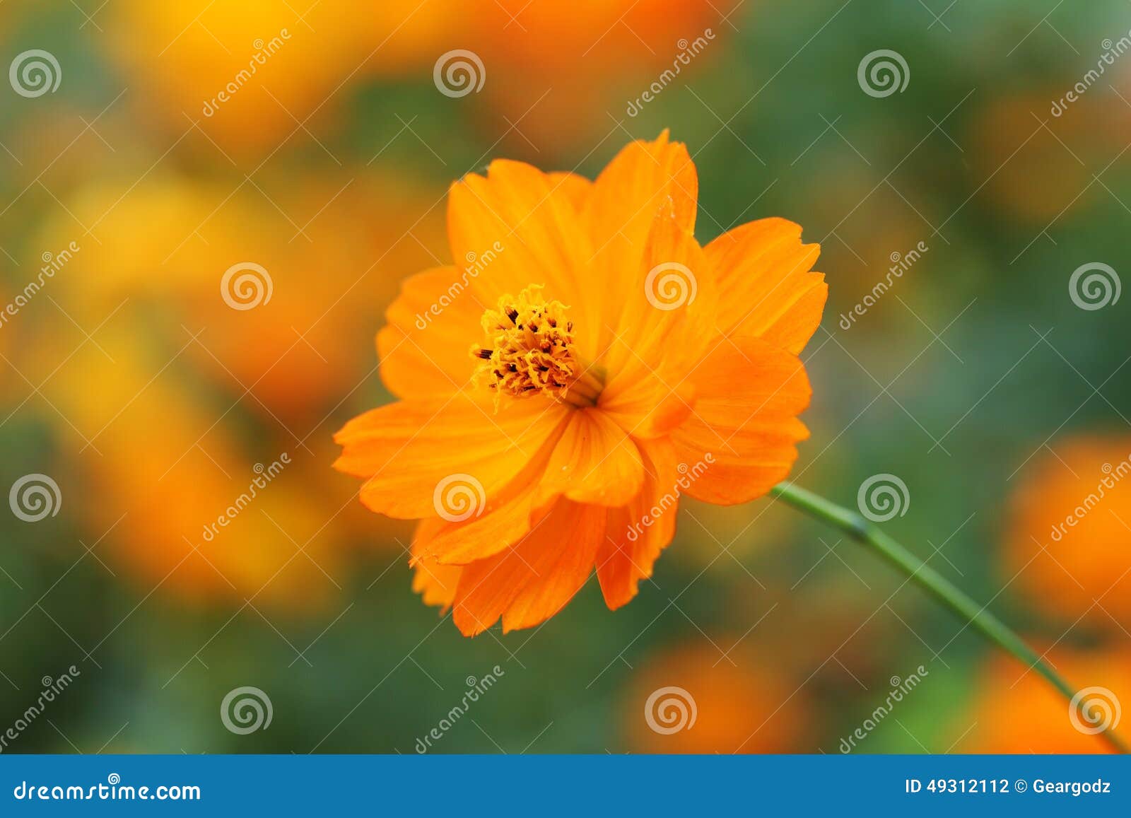 Beautiful Orange Cosmos Flower Stock Photo - Image of cosmos, floral ...