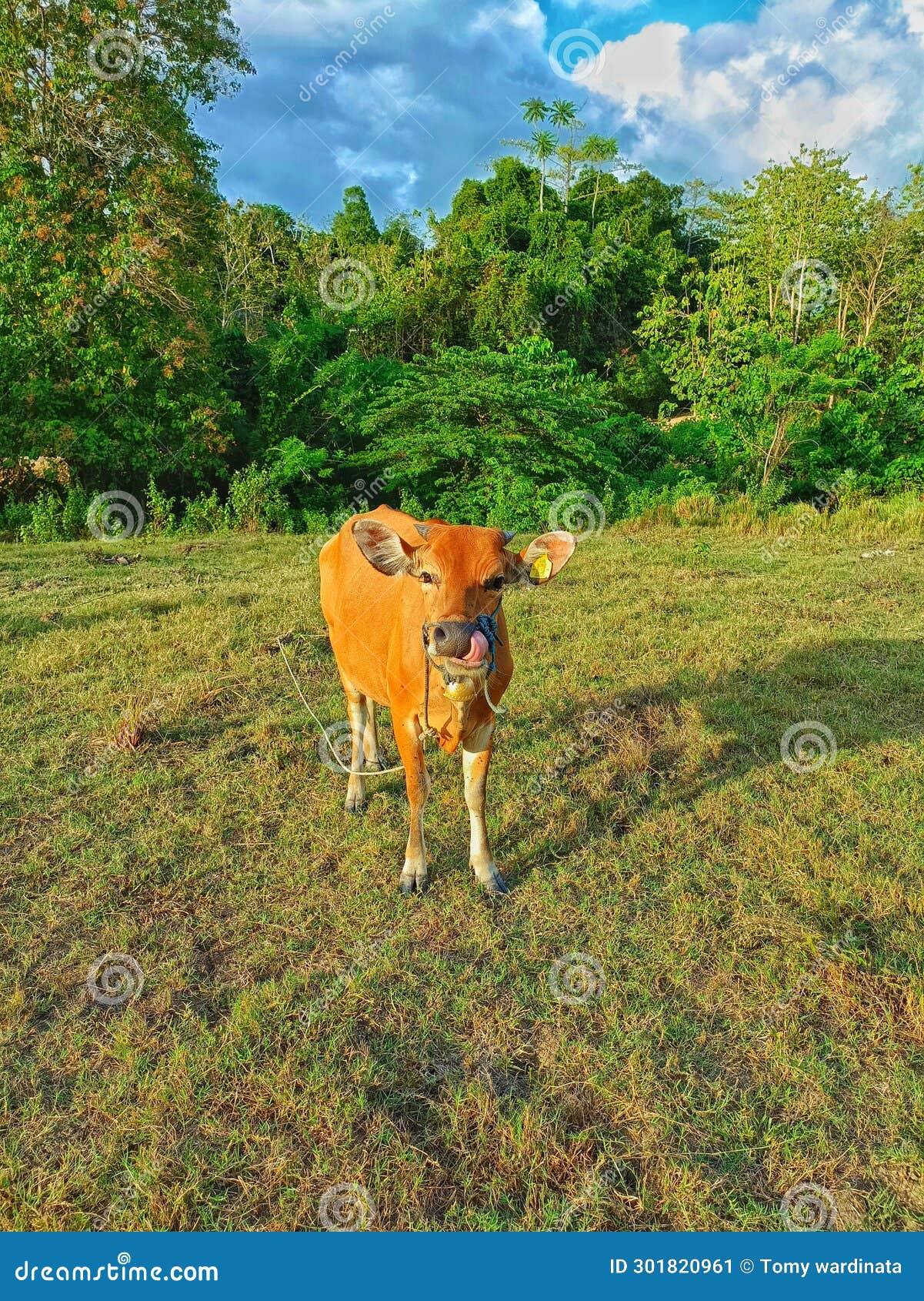 Beautiful Orange Cow Looking at the Camera Stock Image - Image of ...