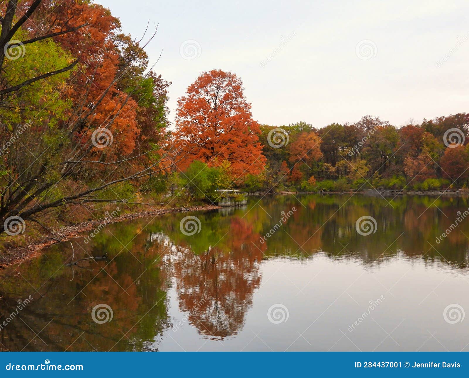 Beautiful Orange Fall Foliage of a Tree Reflected in the Lake Stock ...