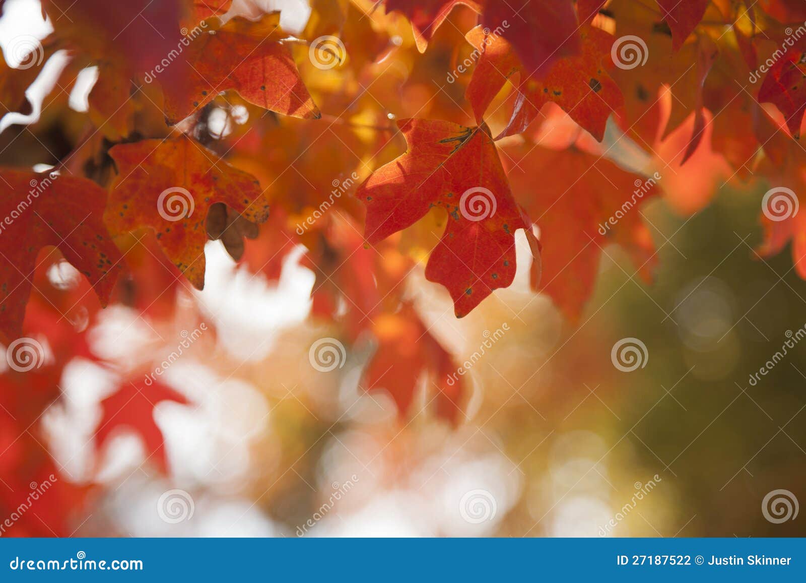 Beautiful Orange Fall Leaves Stock Photo - Image of bright, leaf: 27187522