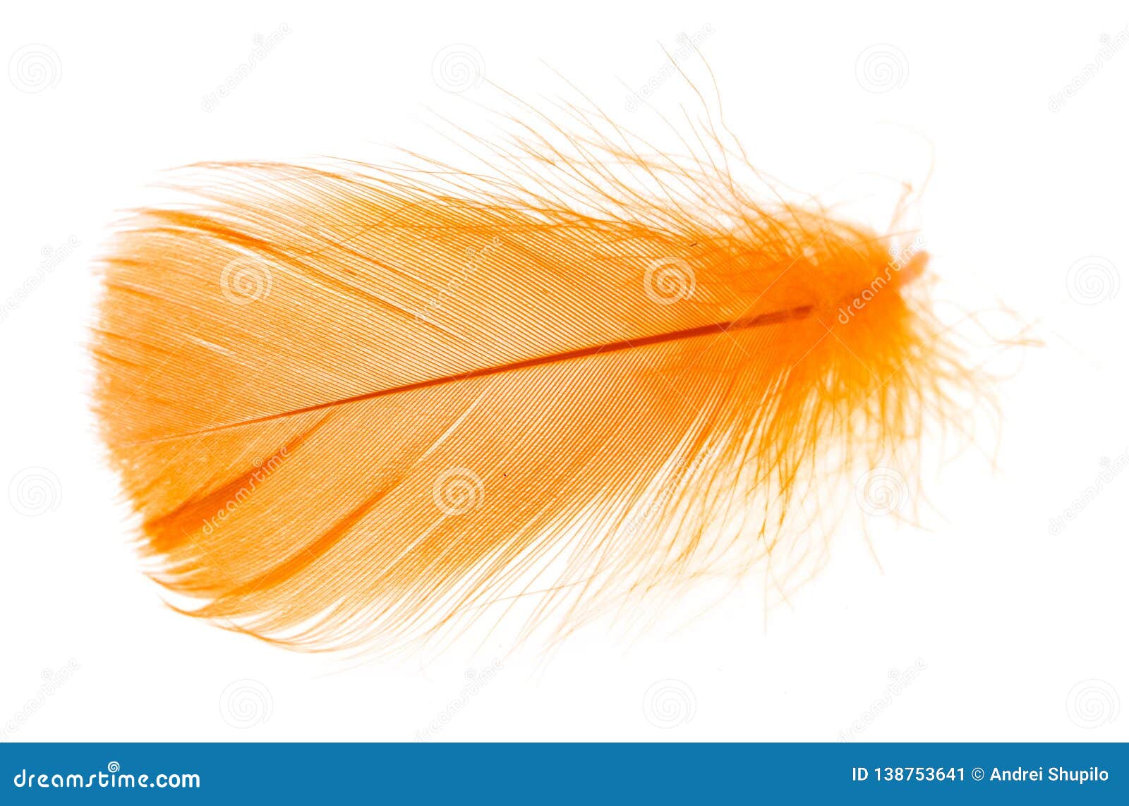 Beautiful Orange Feather on White Background Stock Image - Image of ...