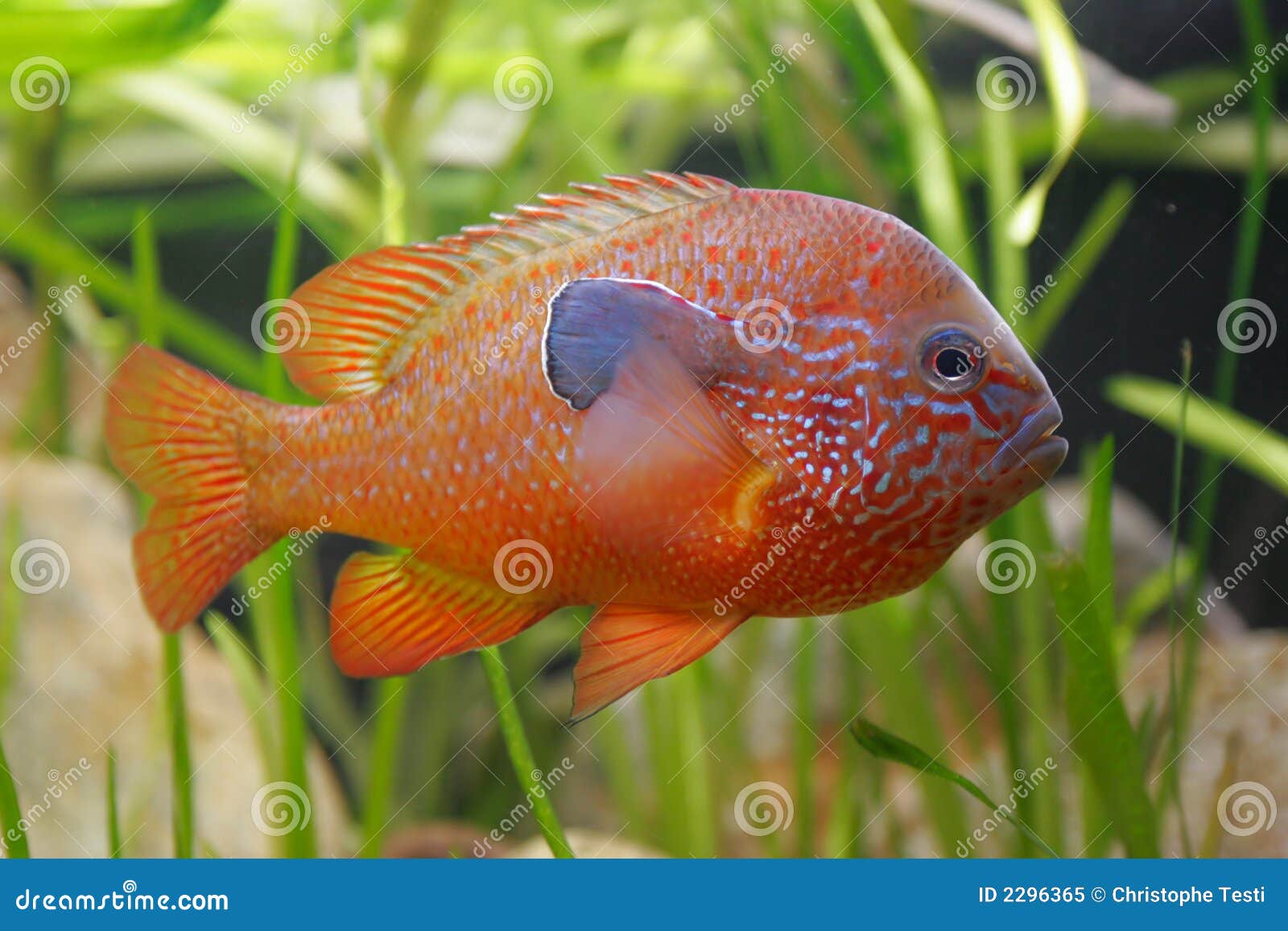 Beautiful orange fish stock image. Image of alone, deep - 2296365
