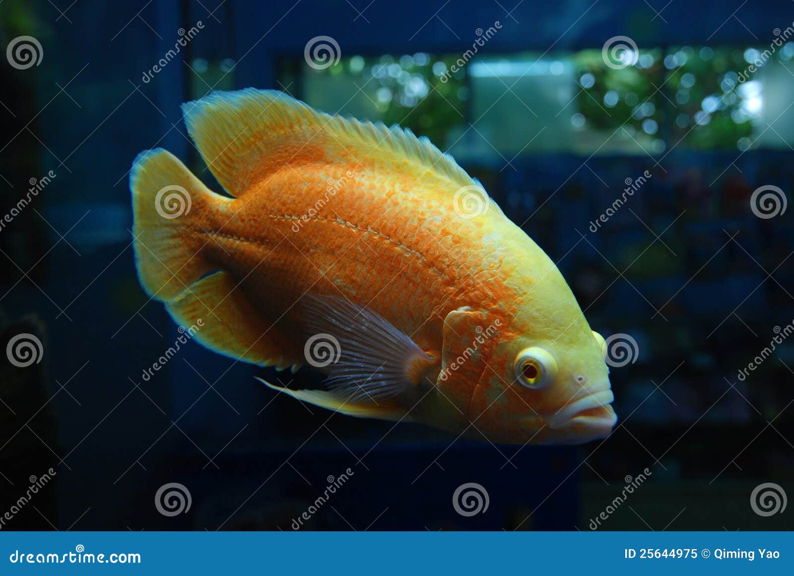 Beautiful orange fish stock image. Image of water, carp - 25644975