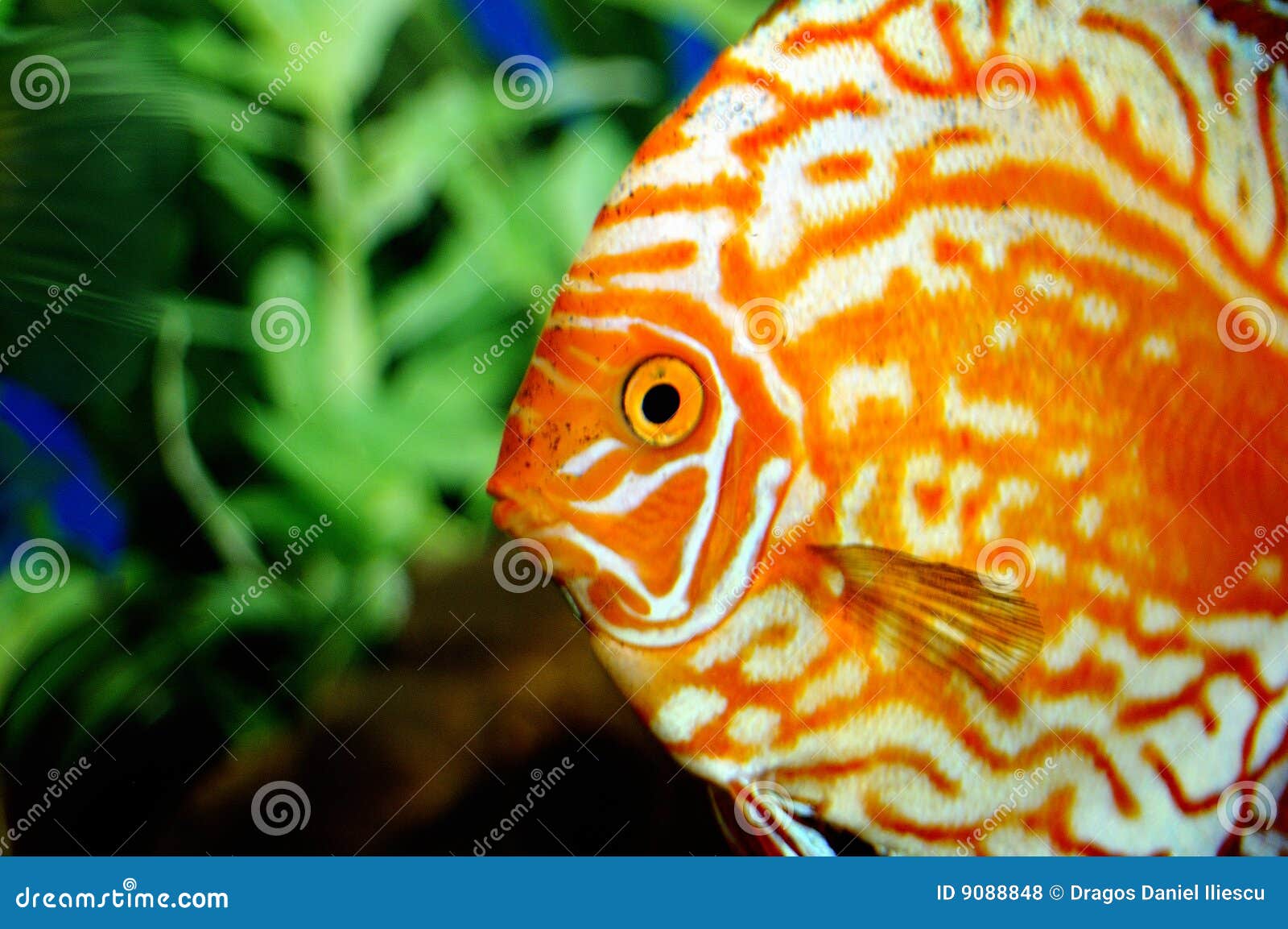 Orange Fish Among The Bubbles In The Aquarium. Cichlasoma Severum ...