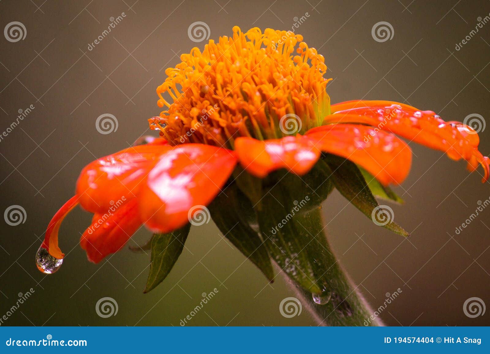Beautiful Orange Flower with Rain Drop Stock Photo - Image of orange ...