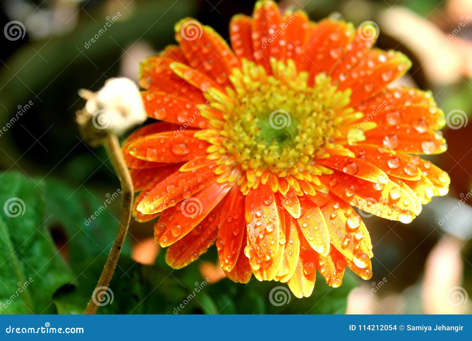 Beautiful Orange flower stock photo. Image of orange - 114212054