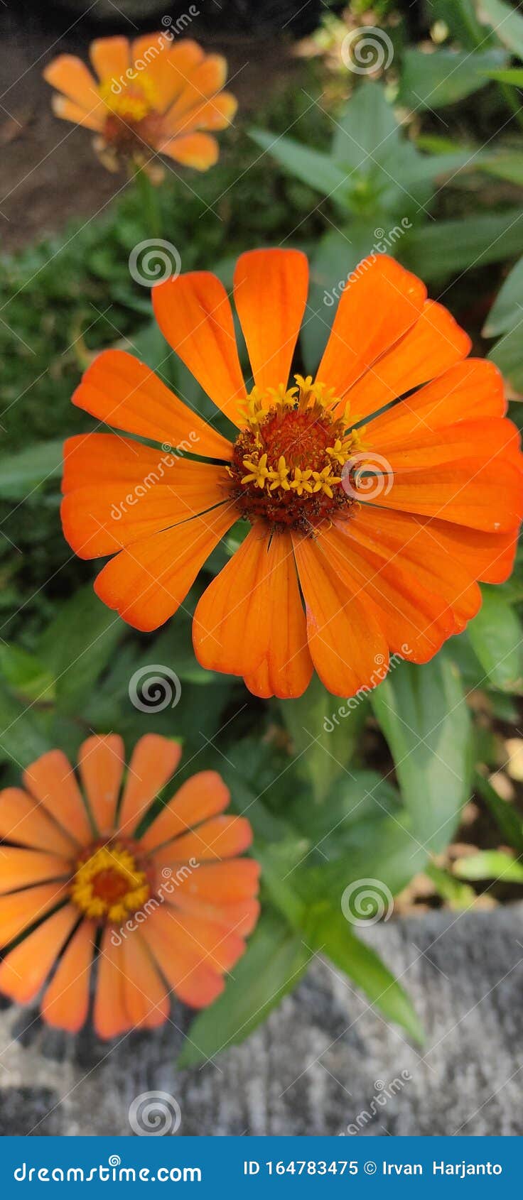Beautiful Orange Flowers in the Garden Stock Image - Image of orange ...