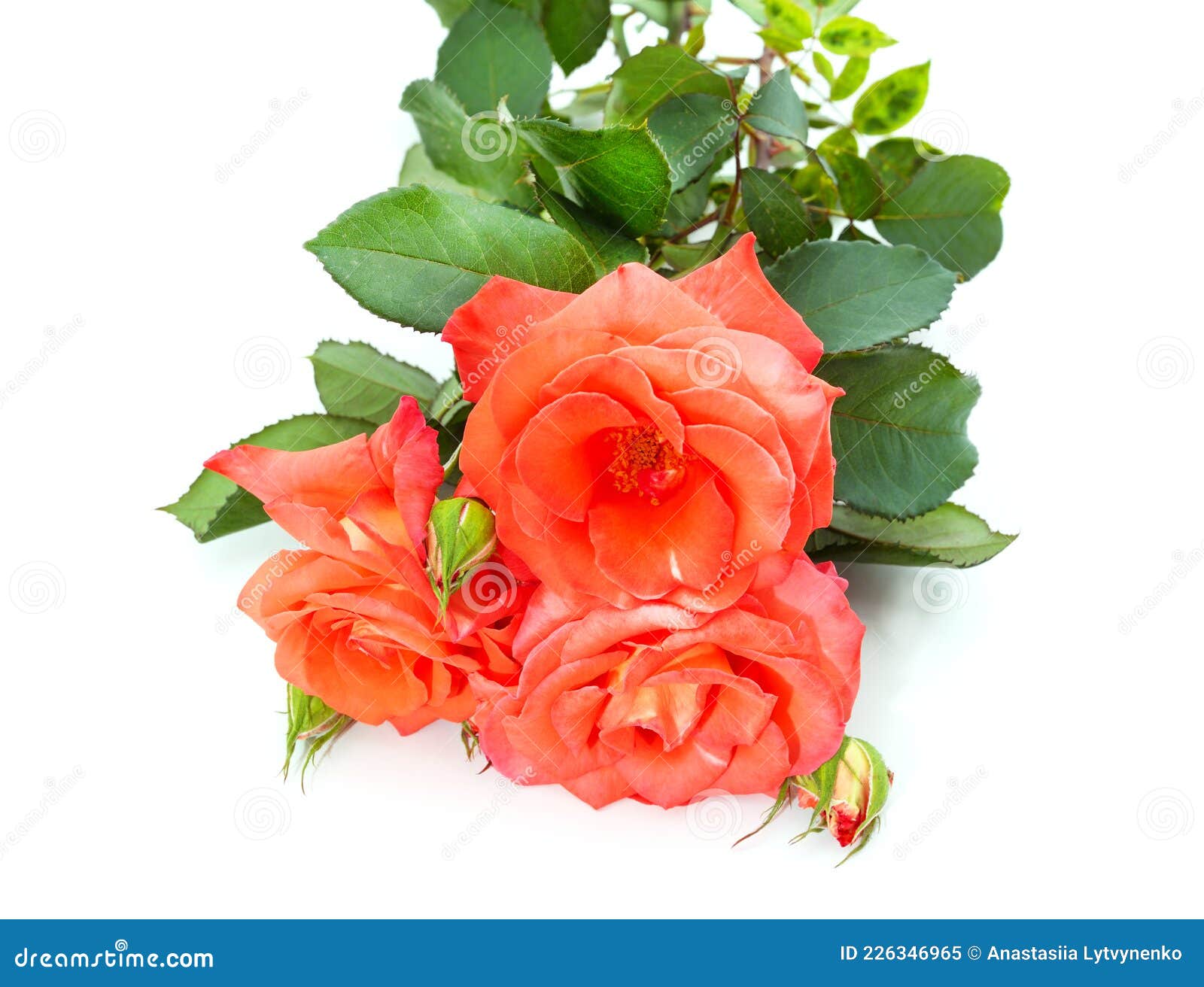 Beautiful orange flowers stock image. Image of garden - 226346965