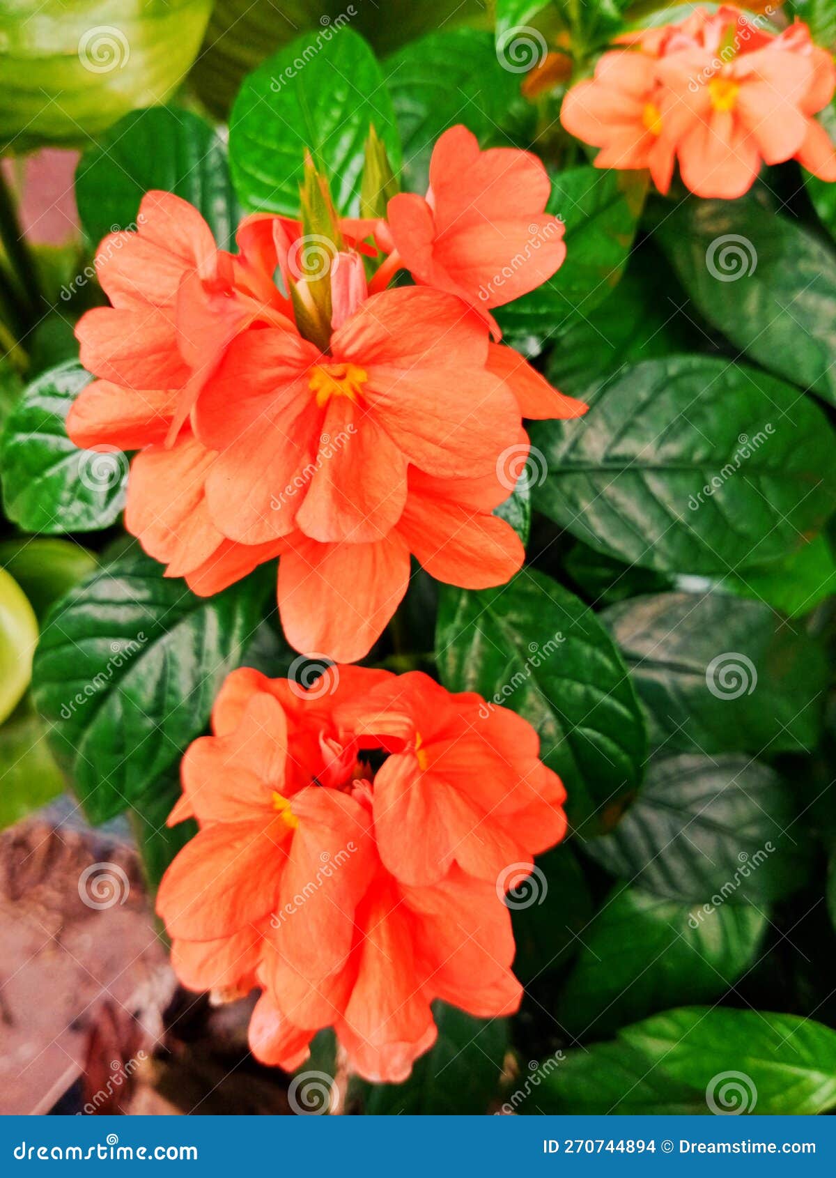 Beautiful Orange Flowers for Wallpapers Stock Photo - Image of orange ...