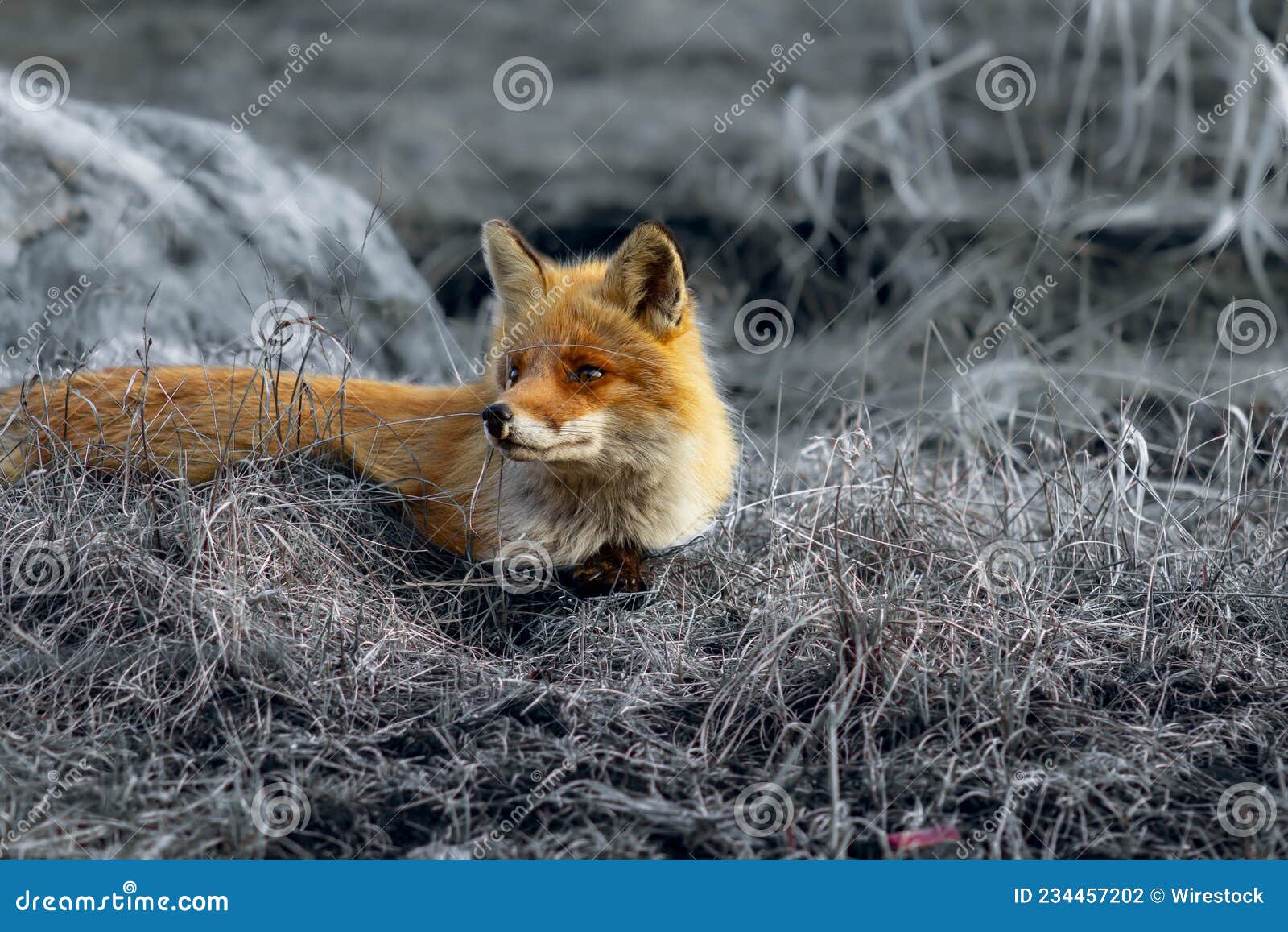 Beautiful Orange Fox in a Grayscale Park Stock Photo - Image of park ...