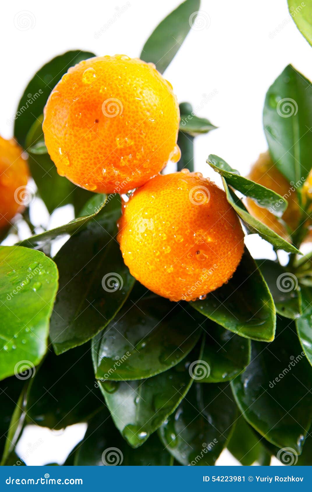 Beautiful Orange Grow on the Tree Stock Image - Image of freshness ...