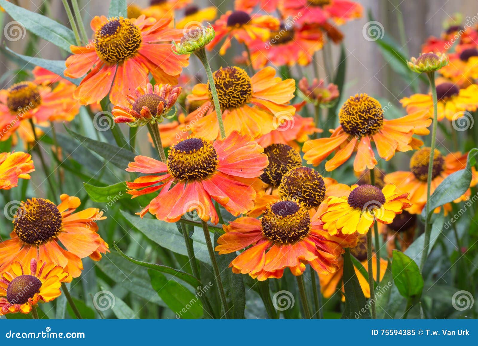 Beautiful Orange Helenium Flowers in Ornamental Garden Stock Image ...