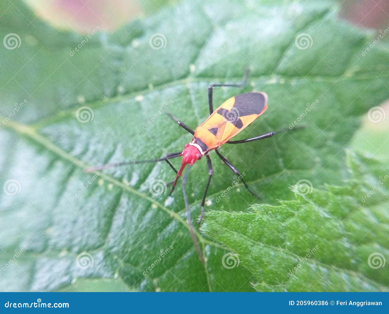 Beautiful orange insects stock photo. Image of beautiful - 205960386
