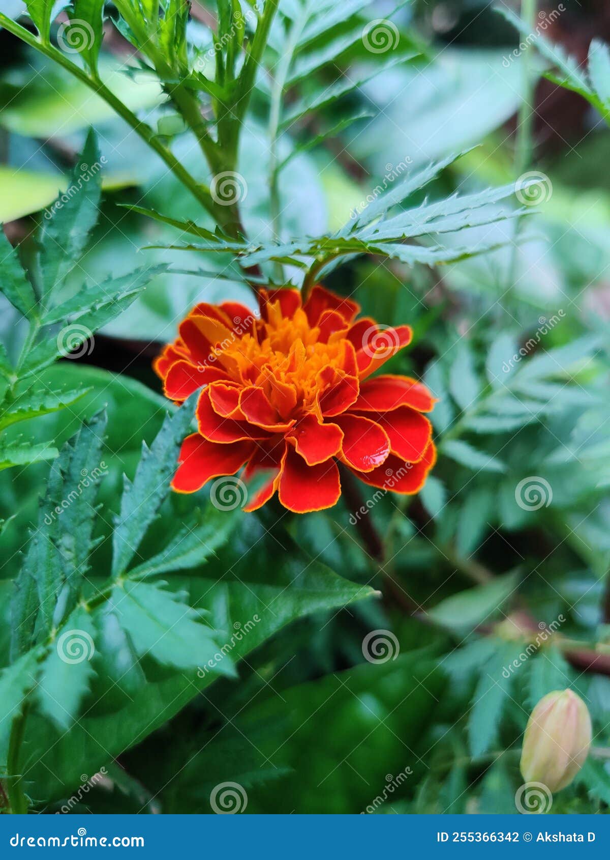 Beautiful Orange Marie Gold Flower. Stock Photo - Image of flower ...