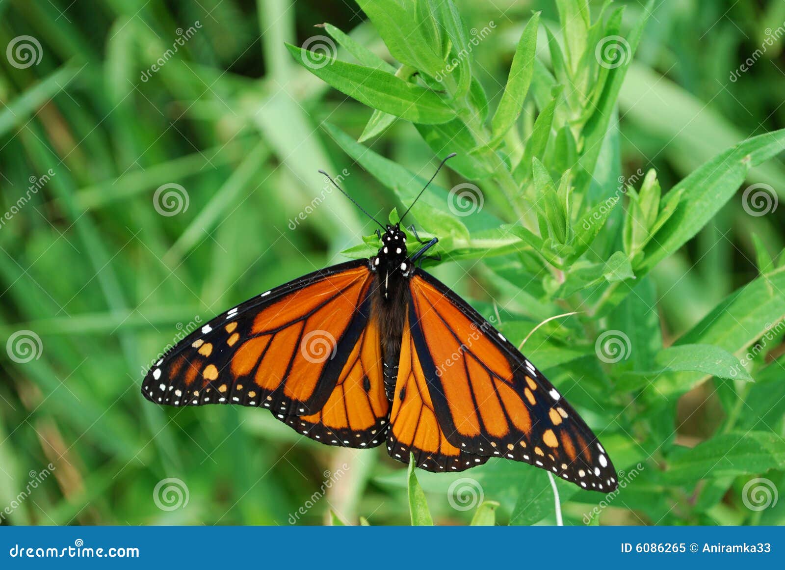 Beautiful Orange Monarch stock image. Image of tender - 6086265
