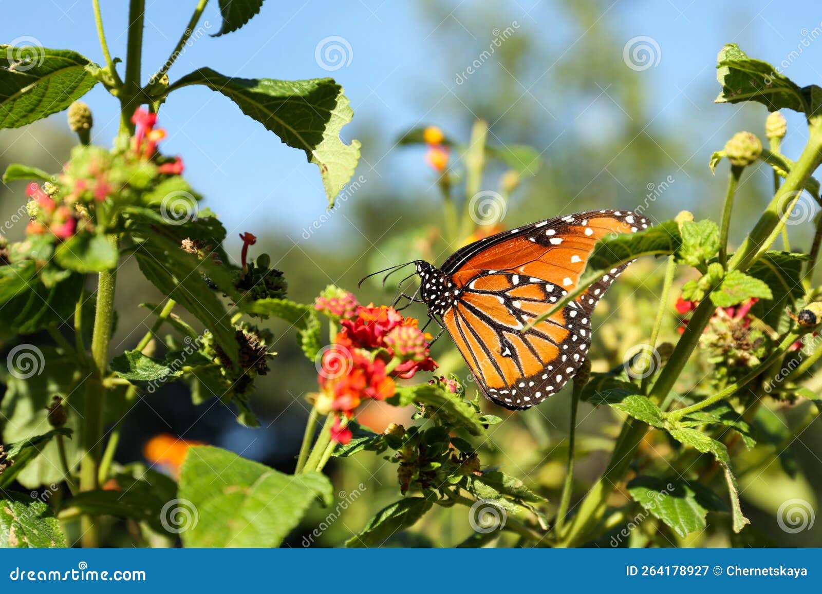 Beautiful Orange Monarch Butterfly on Plant Outdoors Stock Image ...